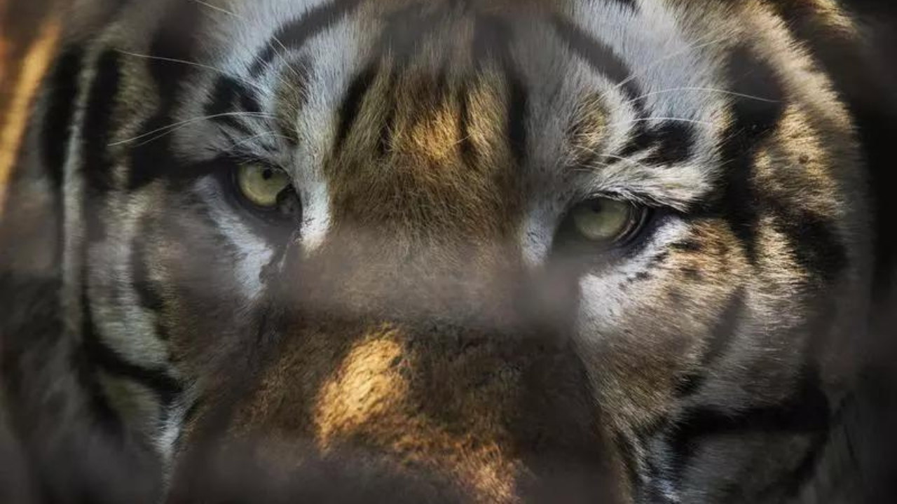 Madhya Pradesh: Carcass of 'poached' tiger found, 2 forest officials ...