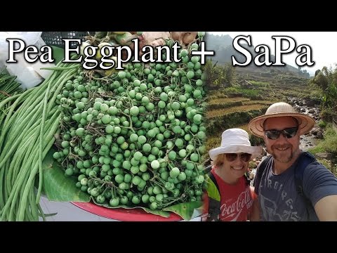 Growing Pea Eggplant Growing Corn Asian Vacation in SaPa Vietnam