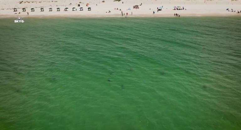 Alabama introduces shark alerts via Wireless Emergency System: how it works