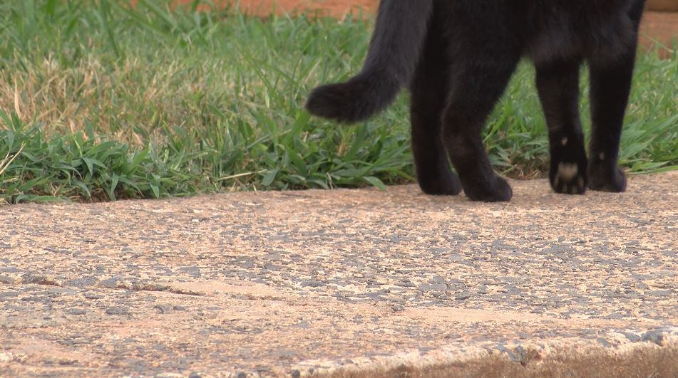 Birmingham City Council seeking feedback from public to improve animal ...