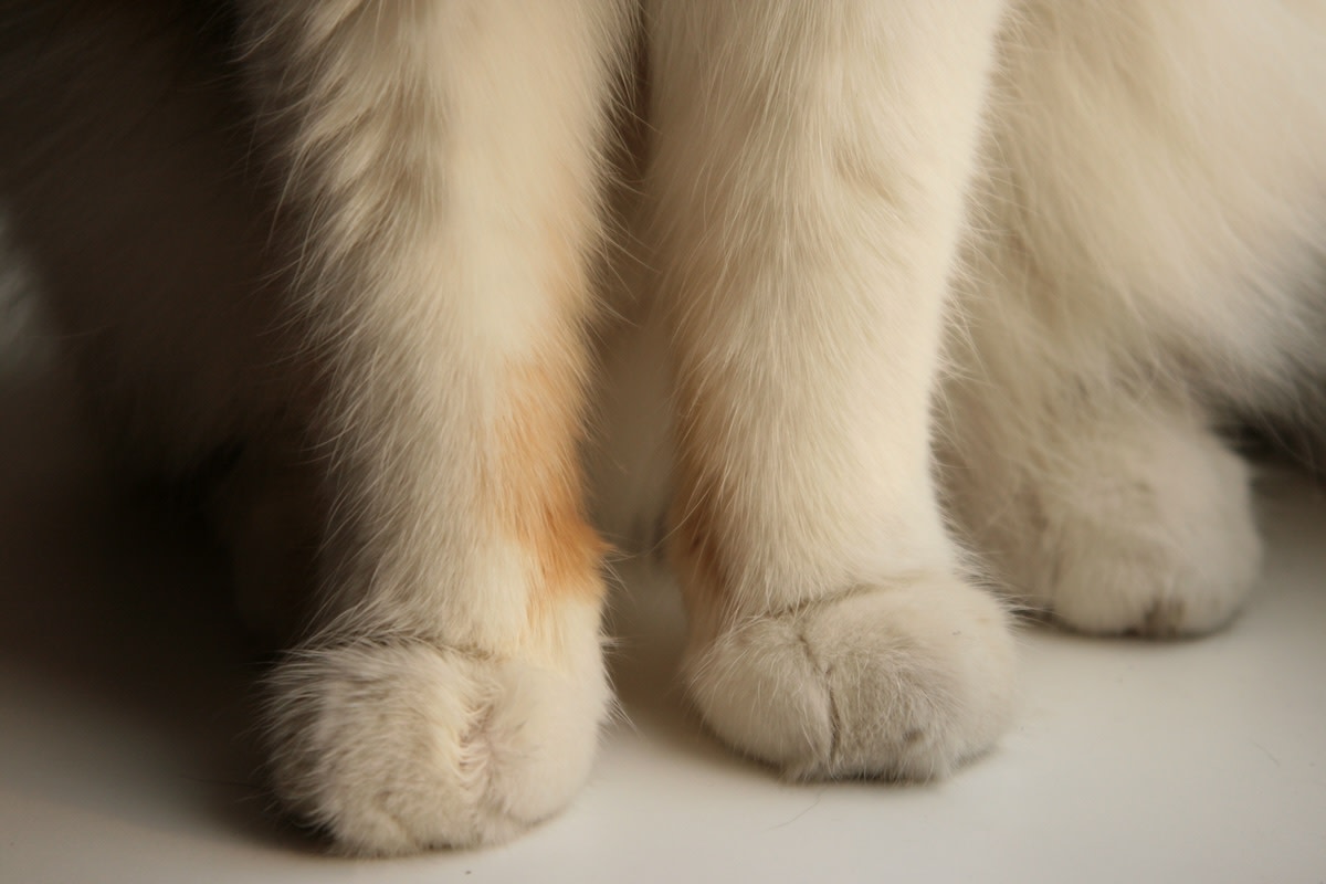Rare ‘Paint Splatter’ Ragdoll Cat Is the Prettiest Kitty