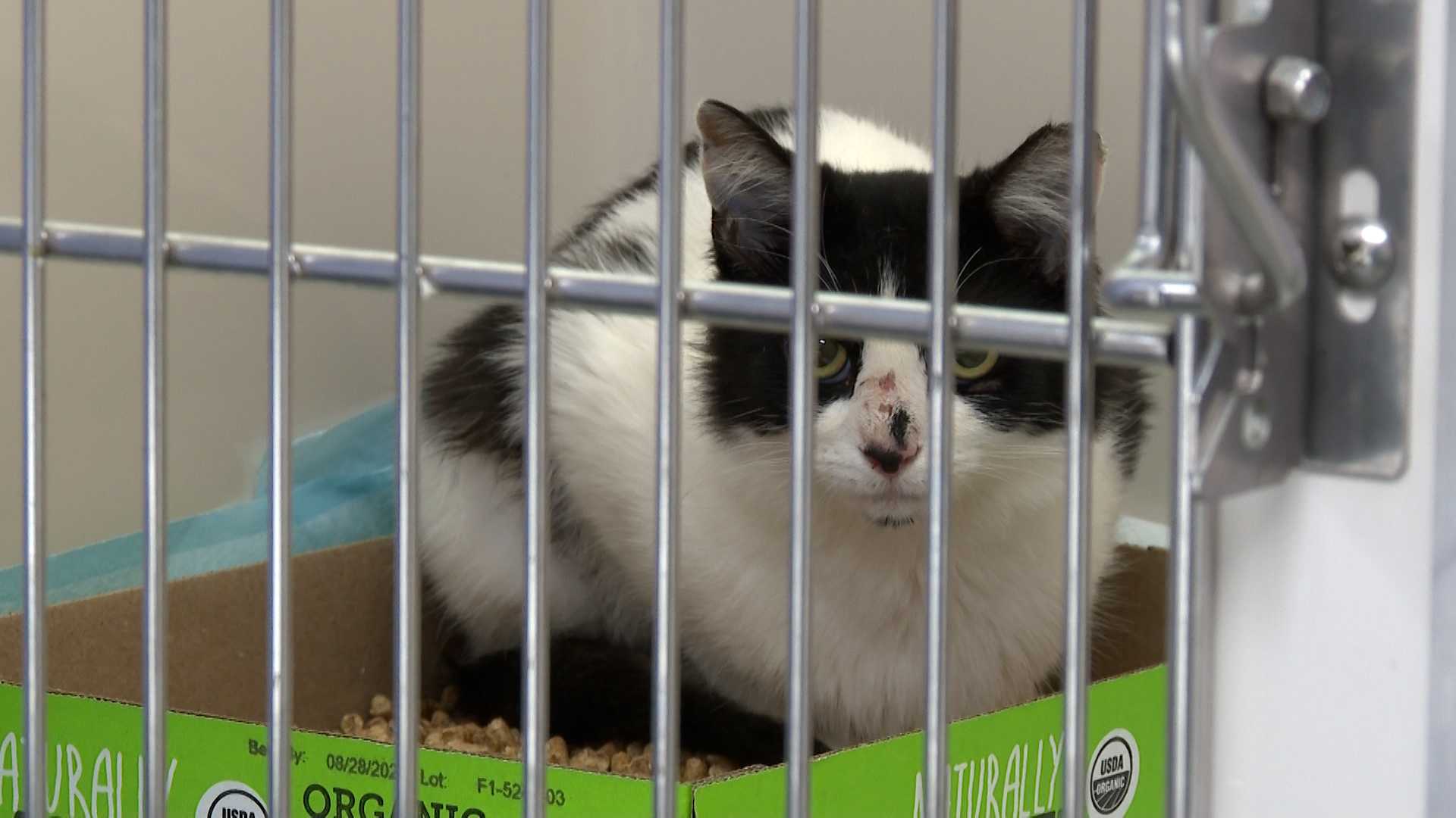 Humane Society rehoming 60 'working' cats who roam Oldham County prison ...