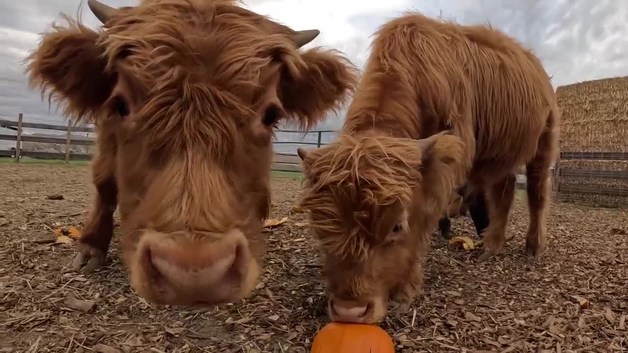 New Emmett farm opens to public with corn maze, pumpkin patch and fall ...