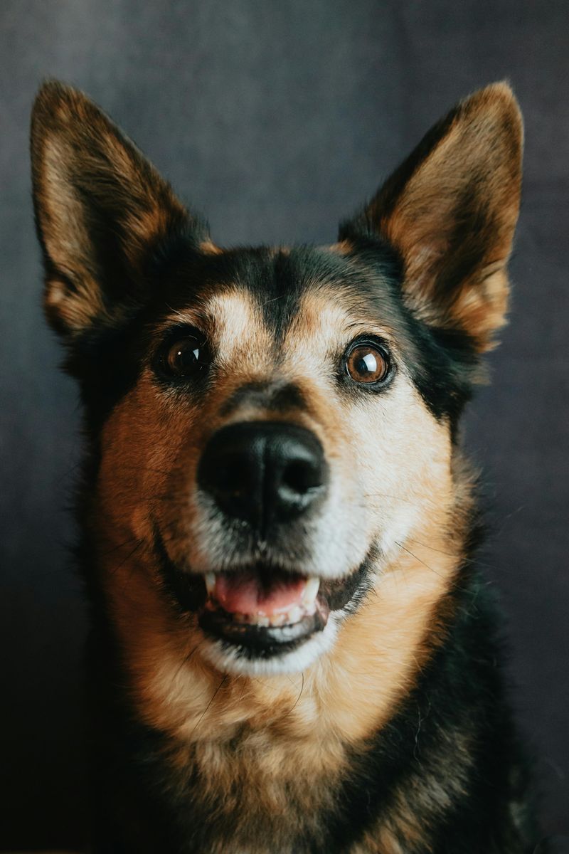 Only True Dog Lovers Can Identify All Of These 20 Breeds From Just One Look
