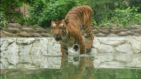 Dolphin to gharial: Five conservation projects launched