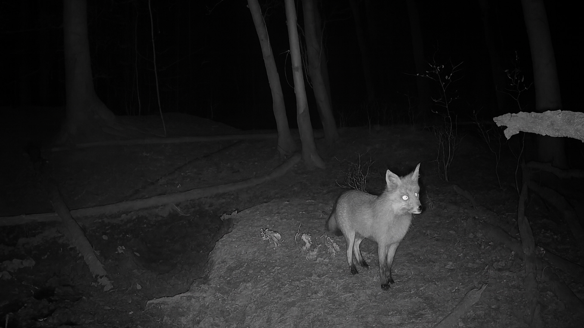 Hidden Camera by the River Captures Wildlife
