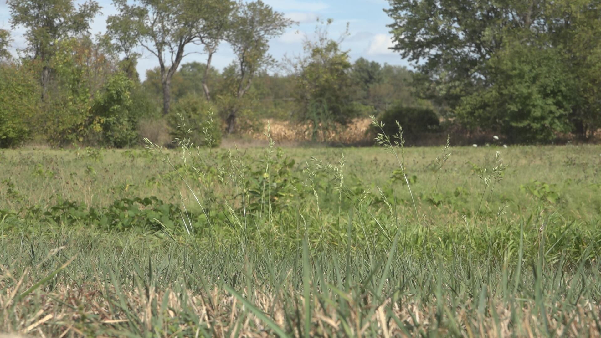 Dry conditions put 8.2 million Illinois residents in areas of drought