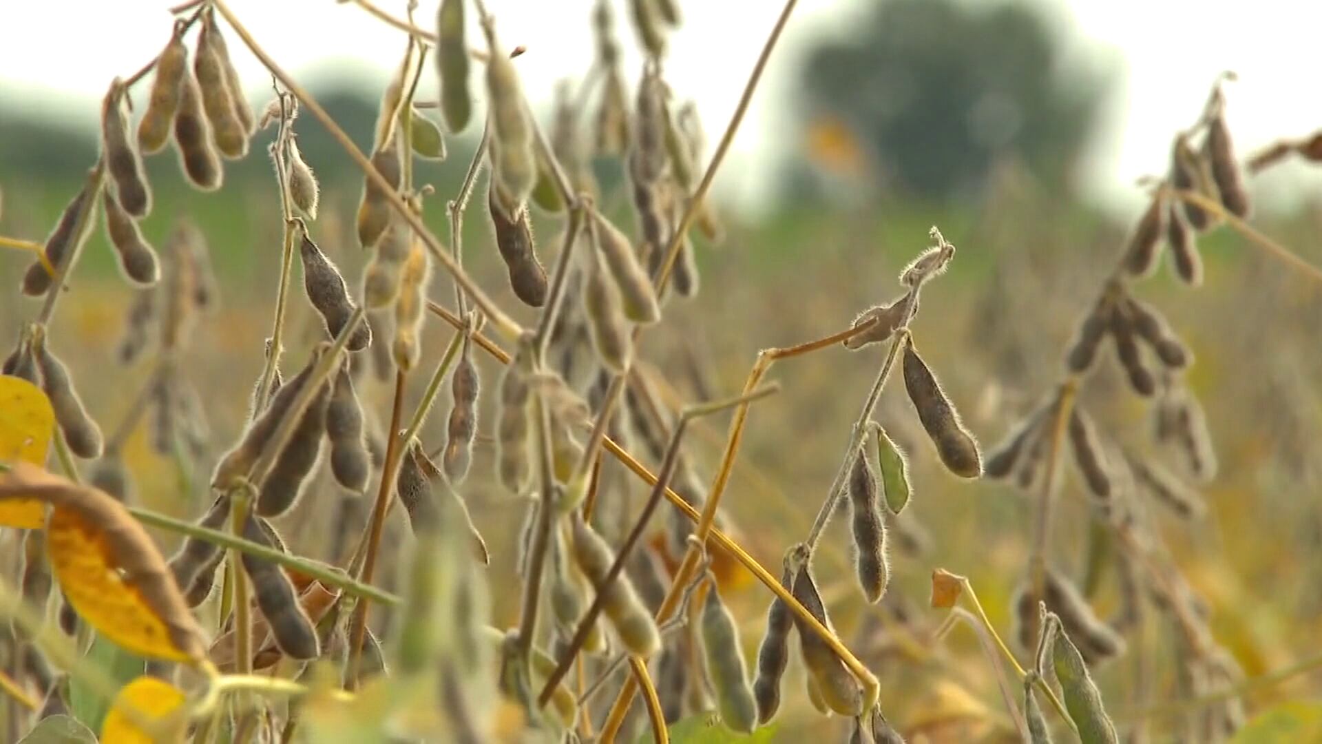 Trump administration considers multi-billion-dollar bailout package for ...