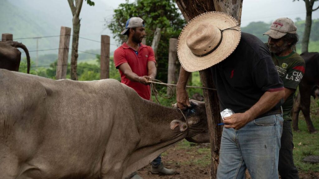Nuevo caso de gusano barrenador en NL: larvas halladas ya estaban muertas