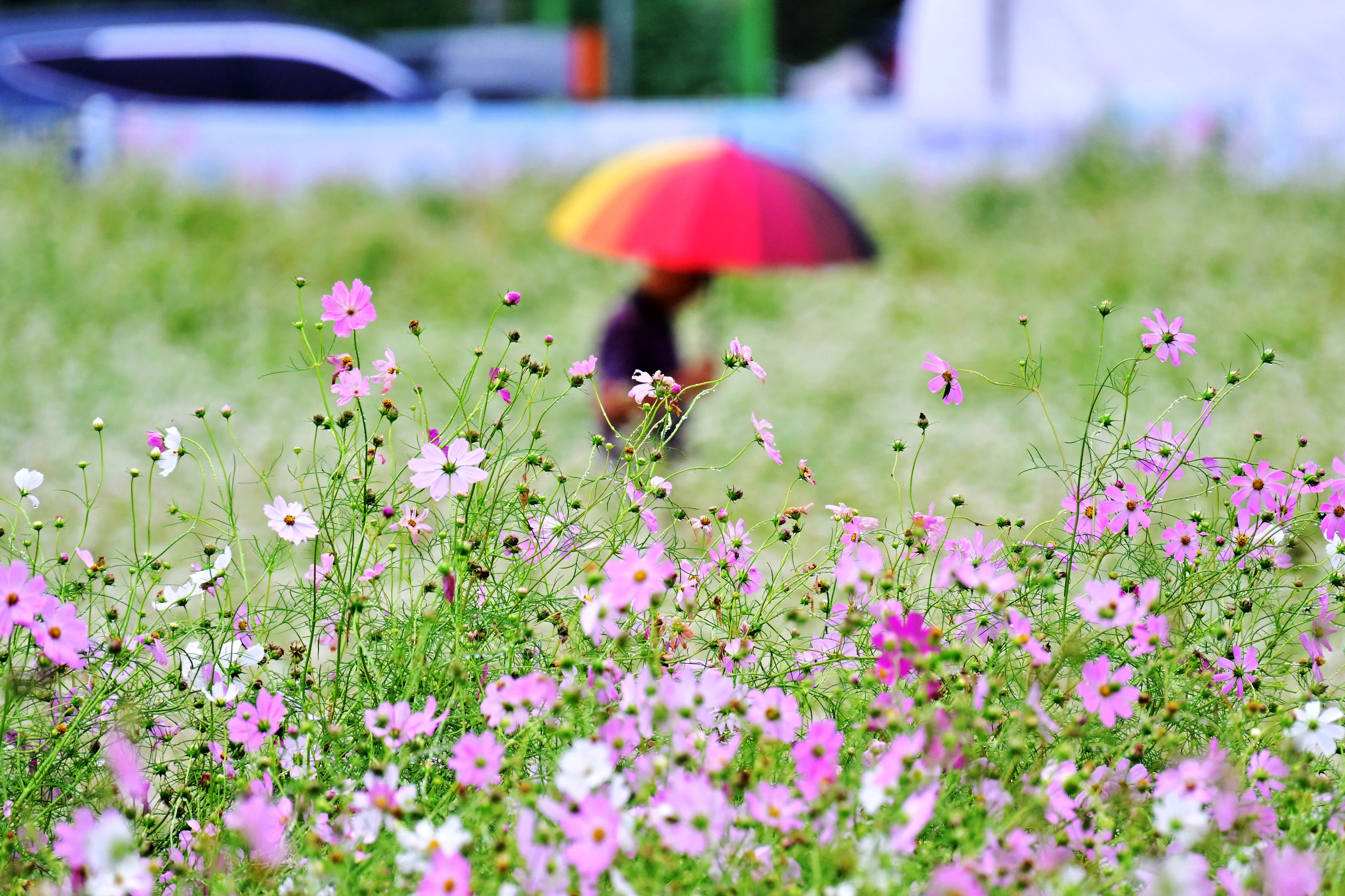 Rain Continues Nationwide Through Cold Dew Period