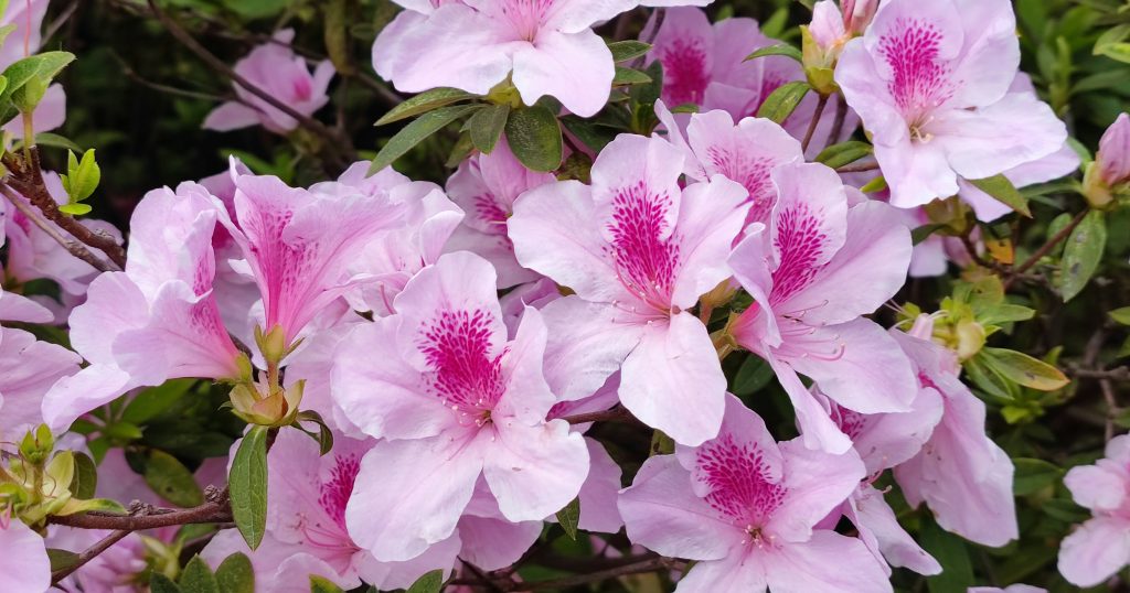 Cat Owners Beware! These 10 Plants Are Toxic To Cats