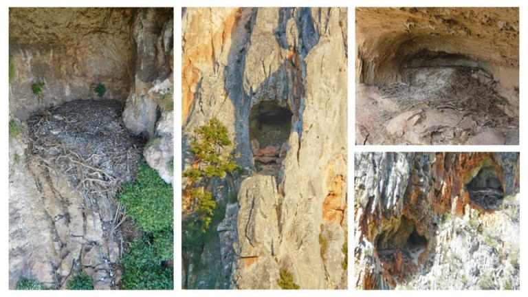 Generations of Bearded Vultures Stashed Human Items Including Crossbow ...