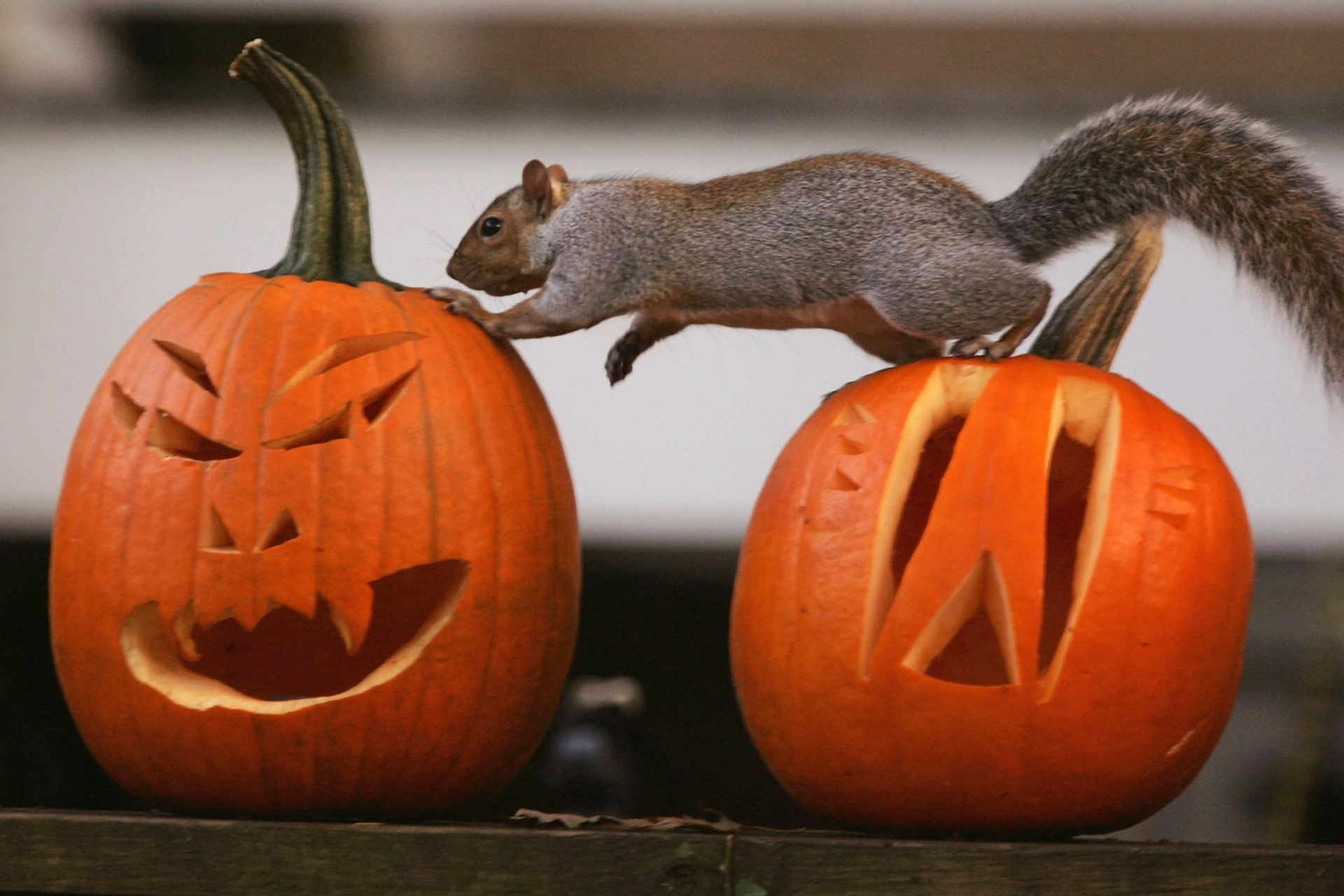 Did you know October is Squirrel Awareness Month?