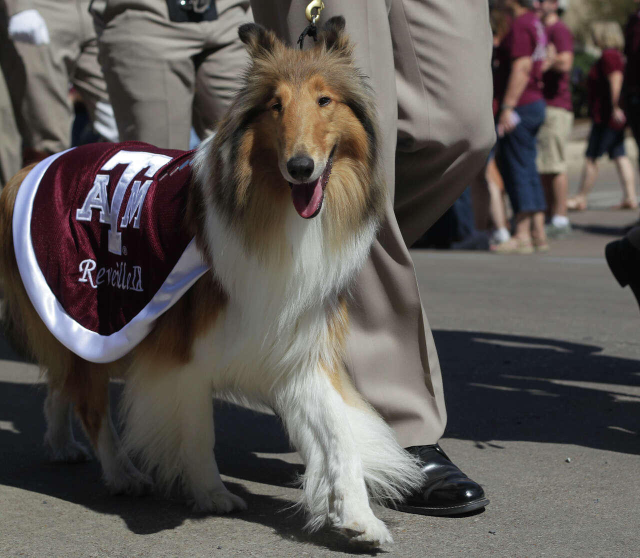 Texas A&M announces funeral plans for former mascot Miss Reveille IX