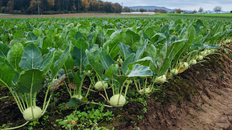 The Vegetable You Can Plant In October For A Delicious Winter Harvest