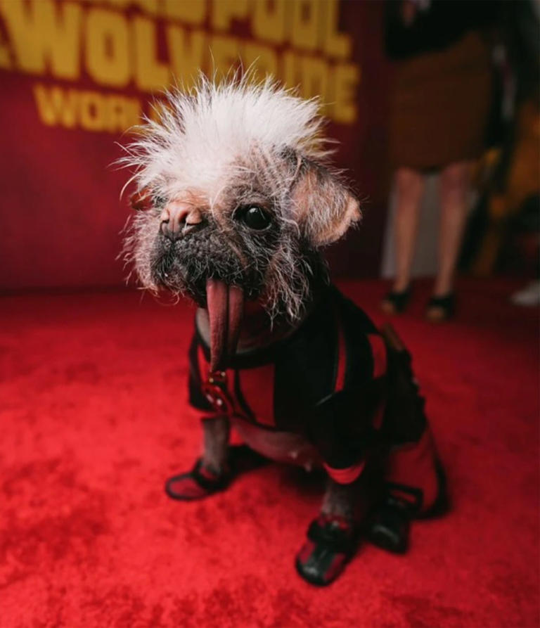 The secret lives of petfluencers: Body doubles, demanding doggie divas ...