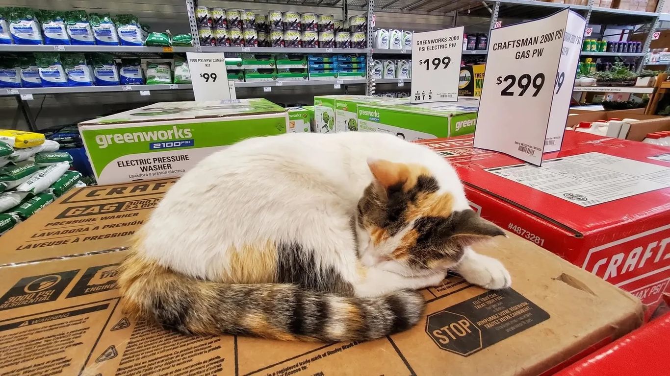 Francine the Lowe's cat found 100 miles from Richmond