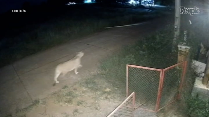 Lion Cub Kept Illegally as Pet Escapes from Man's Home and Attacks 11 ...