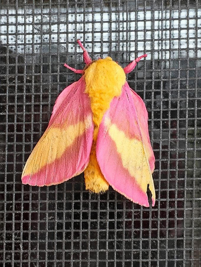 All About Garden Moths: Important Pollinators