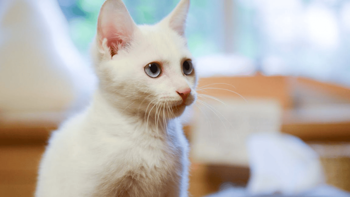 10 cosas que no sabías sobre las muestras de amor de los gatos