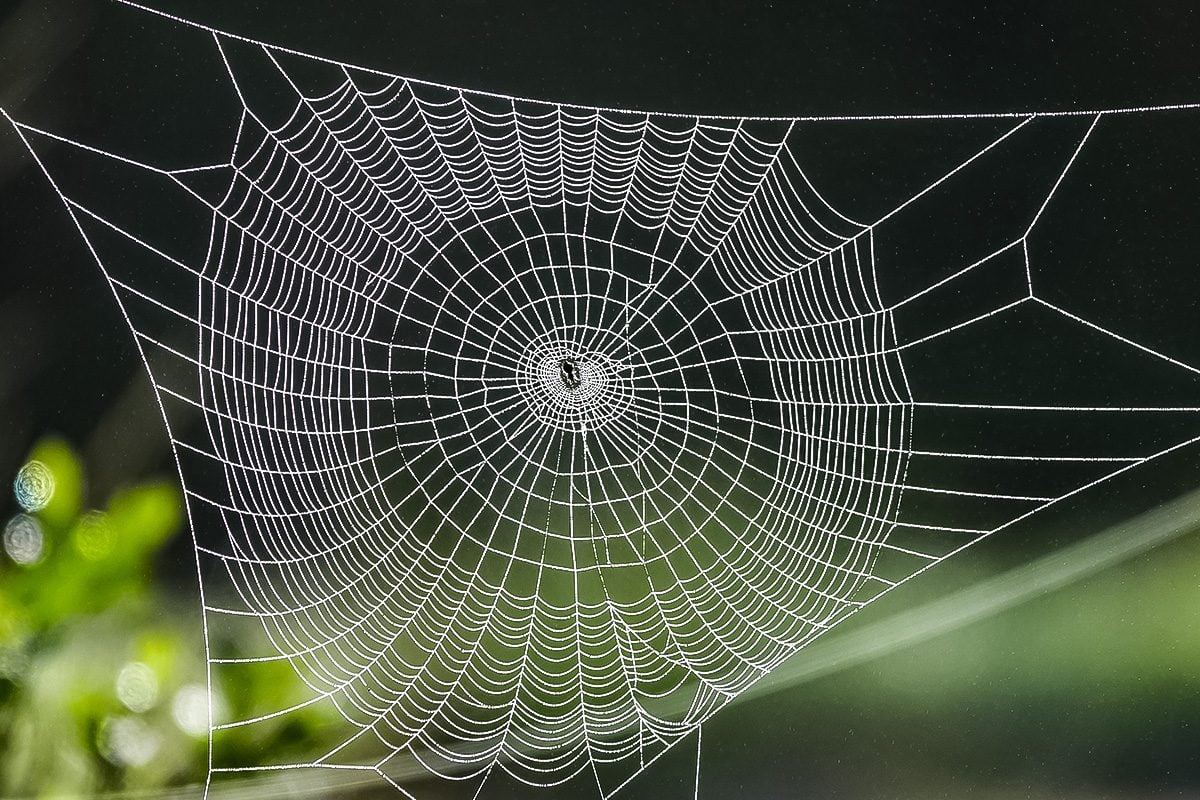 Types of Spider Webs and Whether to Worry About Them