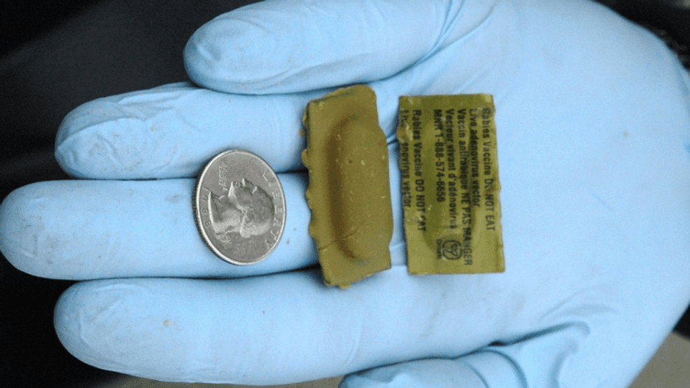 As USDA's aerial rabies drops begin, a Dalton pet owner shares a word ...
