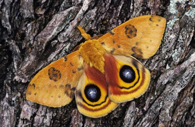 All About Garden Moths: Important Pollinators
