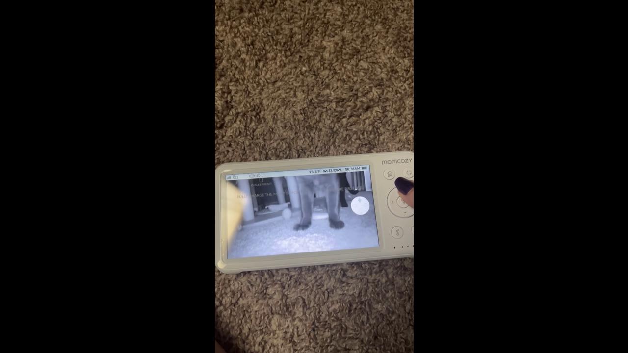 Cat Helps Test New Monitor