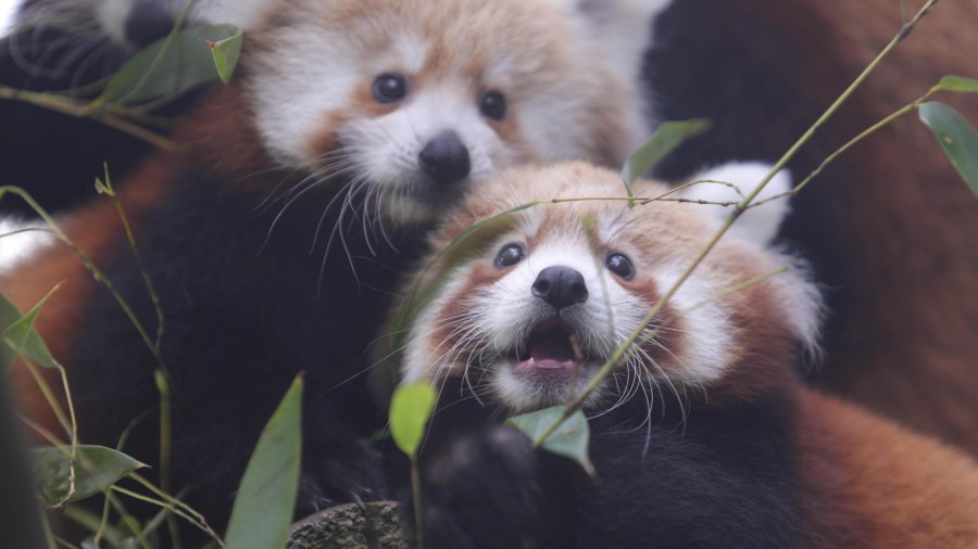 Names of newborn red panda cubs at Zoo Knoxville revealed