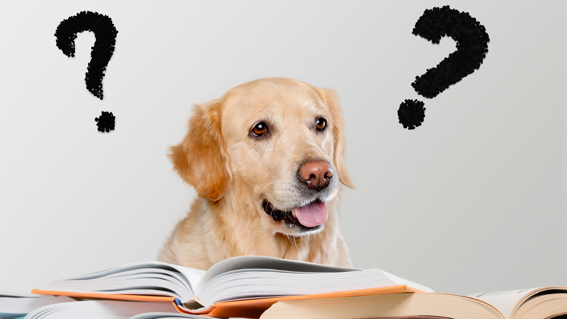 Only True Dog Lovers Can Identify All Of These 20 Breeds From Just One Look