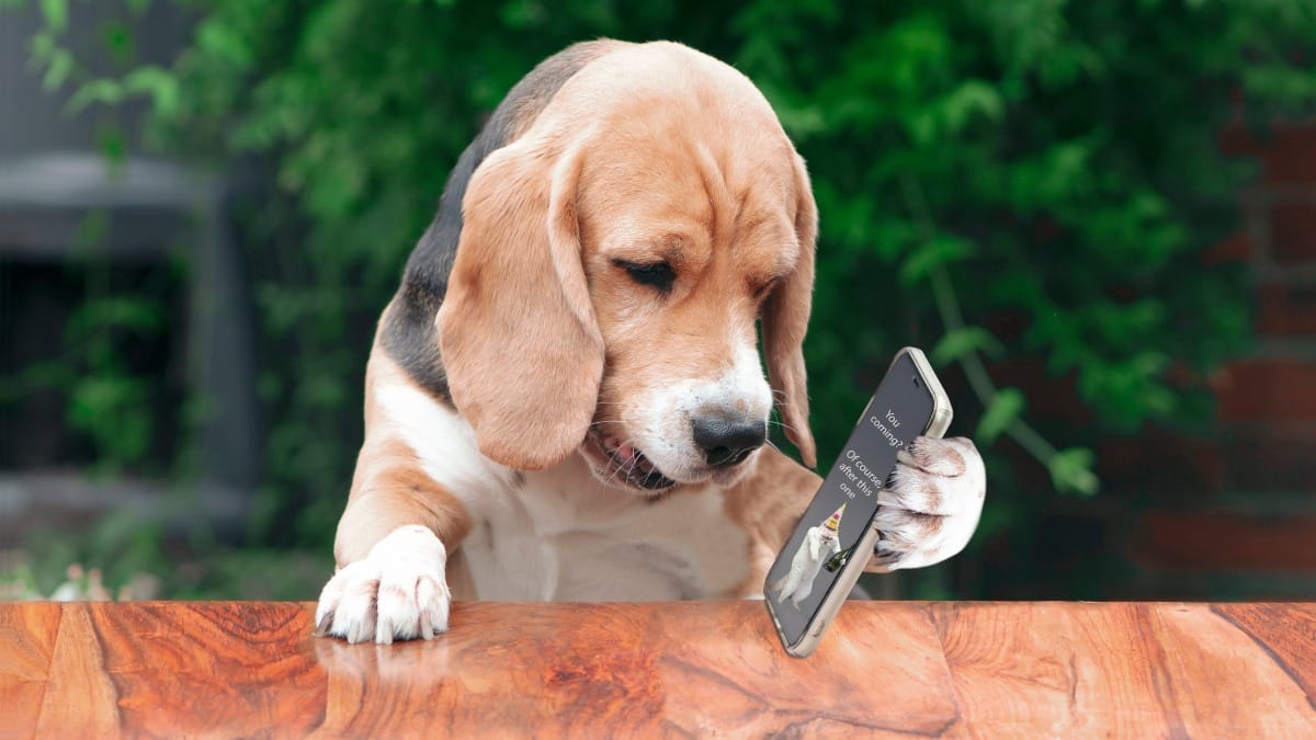 Kein Witz: Du kannst jetzt Tiere im Tierheim anrufen und mit ihnen ...