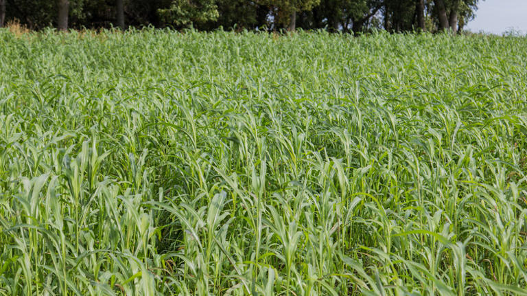 Keep Problematic Weeds Out Of Your Garden With One Fast-Growing Cover Crop