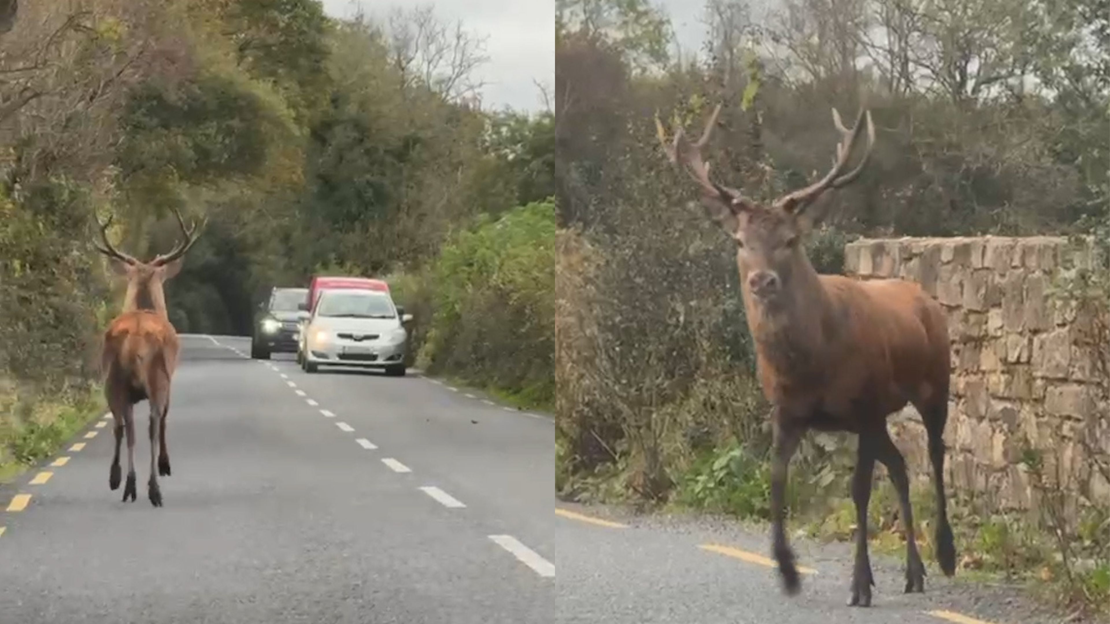 Reindeer brings traffic to a standstill on country road