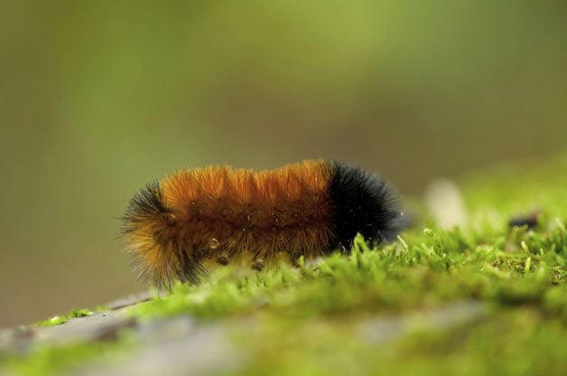 All About Garden Moths: Important Pollinators