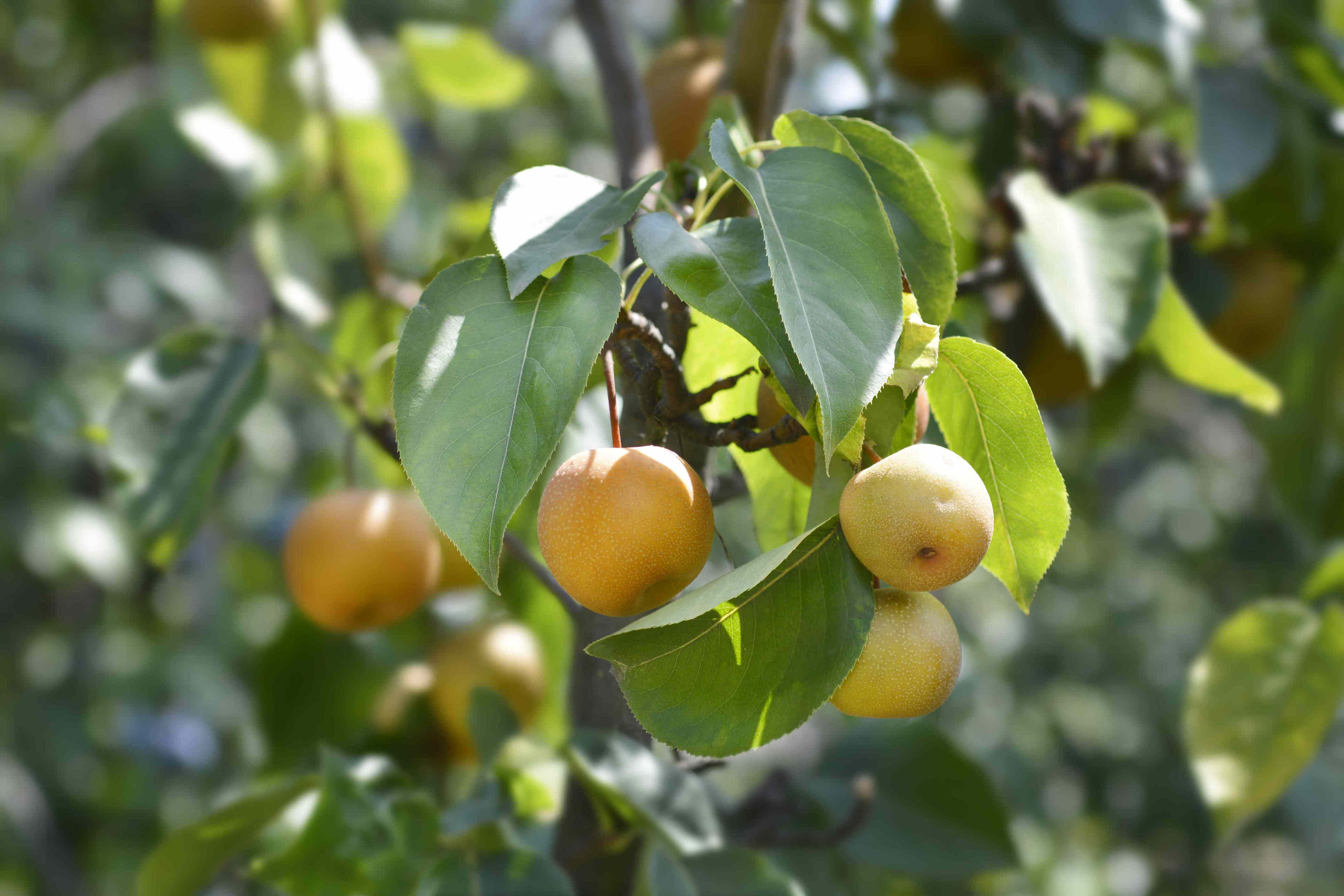 How to grow a pear tree indoors for perfectly sweet and juicy fruit