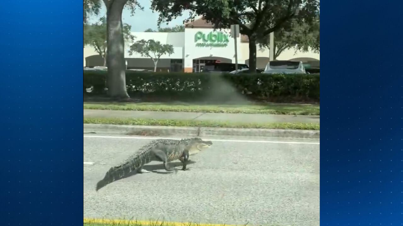 Alligator spotted at Publix in Avalon Park