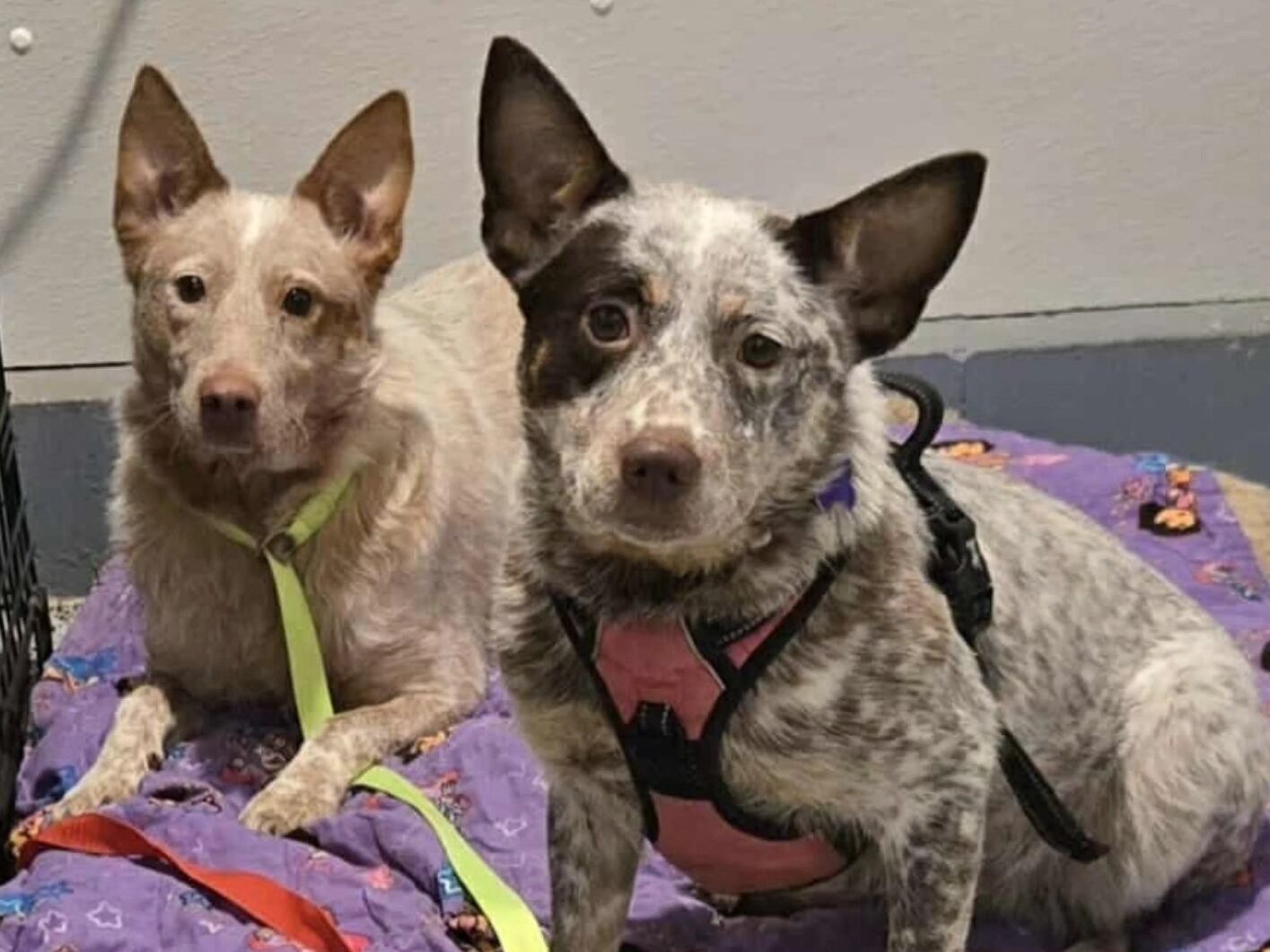 2 suspects arrested in Juneau Co. after hundreds of animals rescued ...