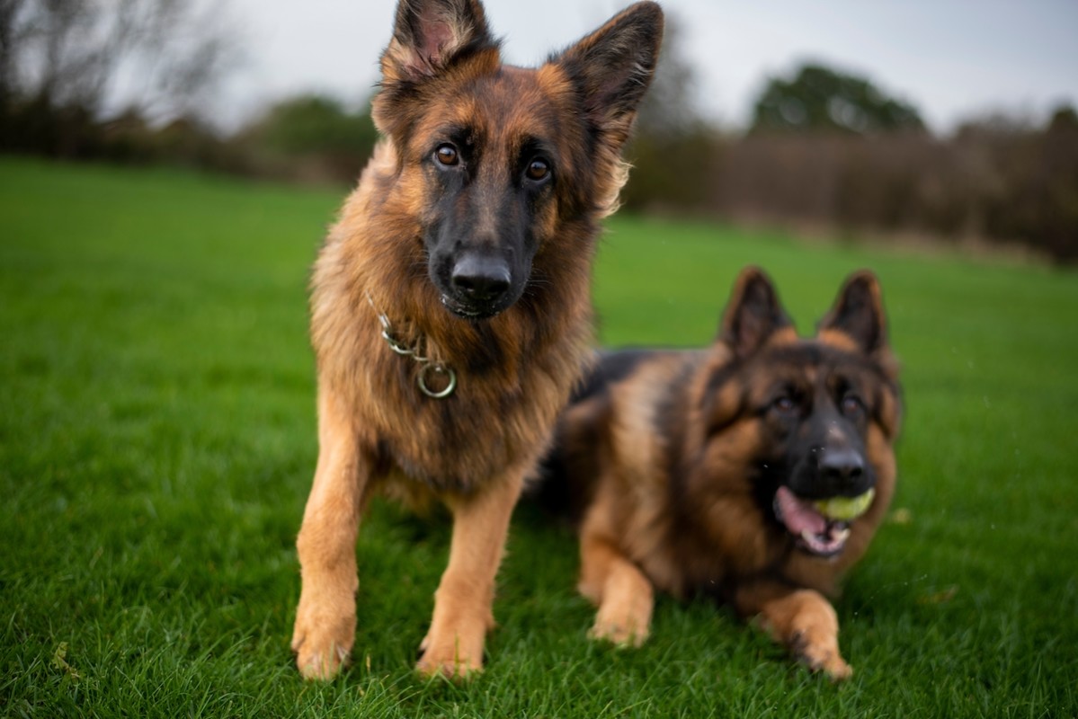 German Shepherd Duo ‘Romeo’ and ‘Juliet’ Give off Major Guard Dog Vibes
