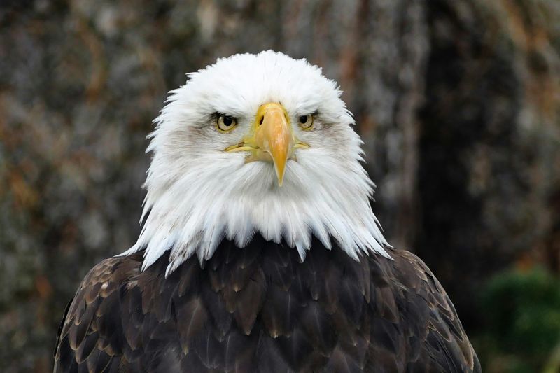 The Return Of The Bald Eagle – Conservation Success In Canada