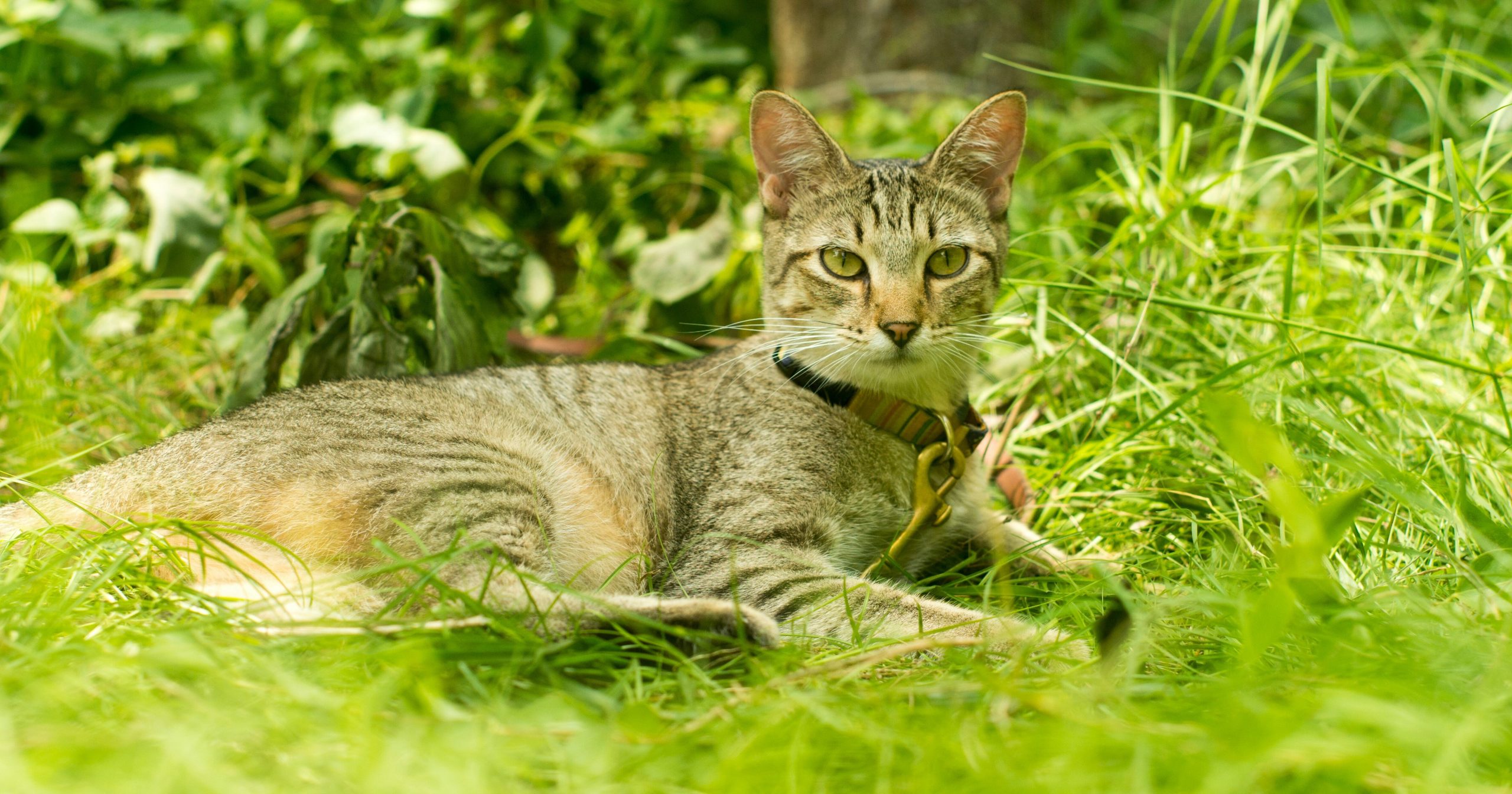 Cat Owners Beware! These 10 Plants Are Toxic To Cats