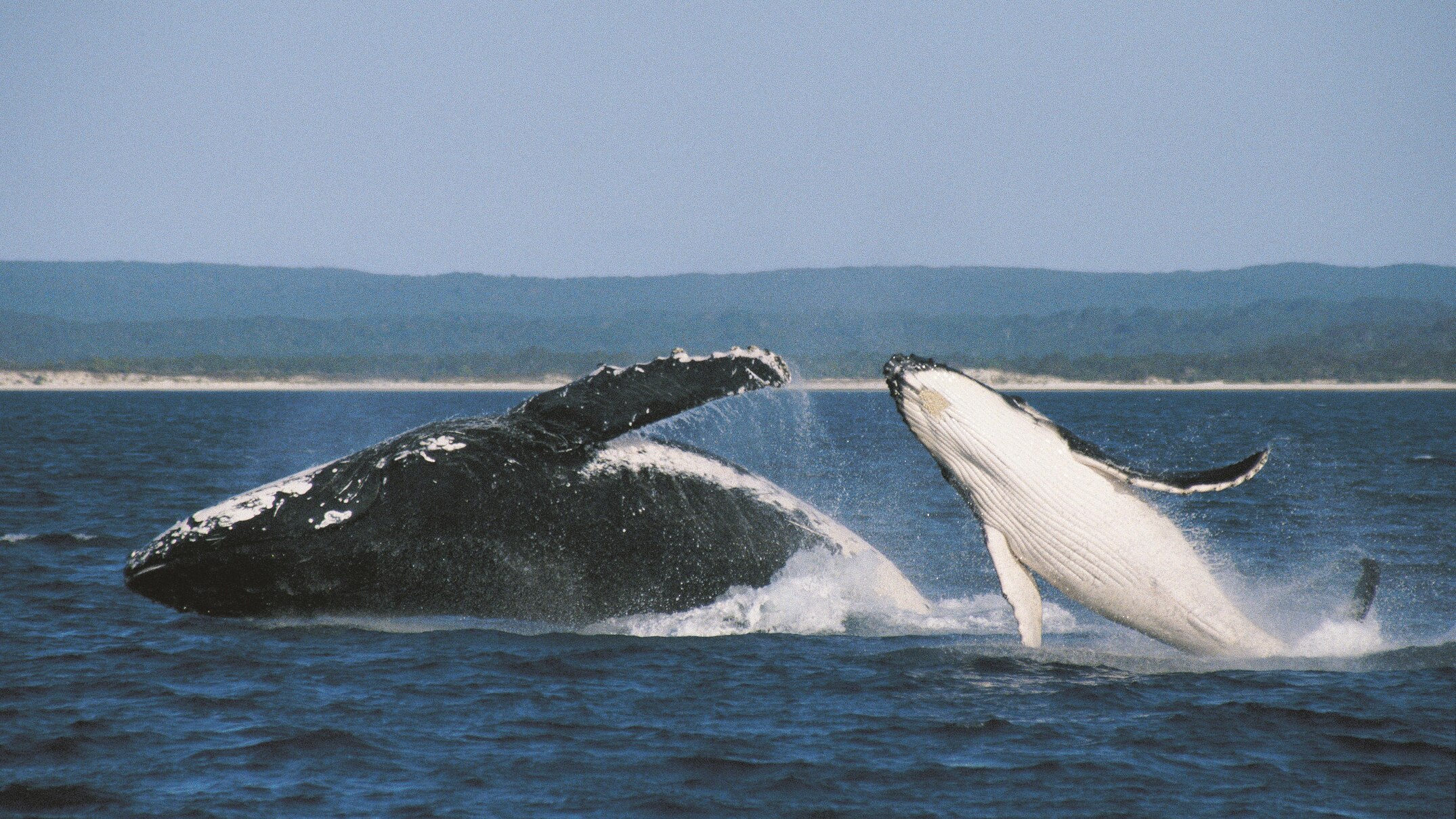Eastern Australian humpback whale population now well above pre-whaling ...