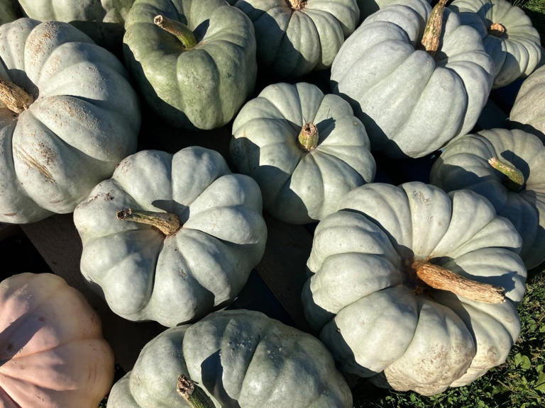 Where To Pick Pumpkins In The Mid-Hudson Valley This Fall