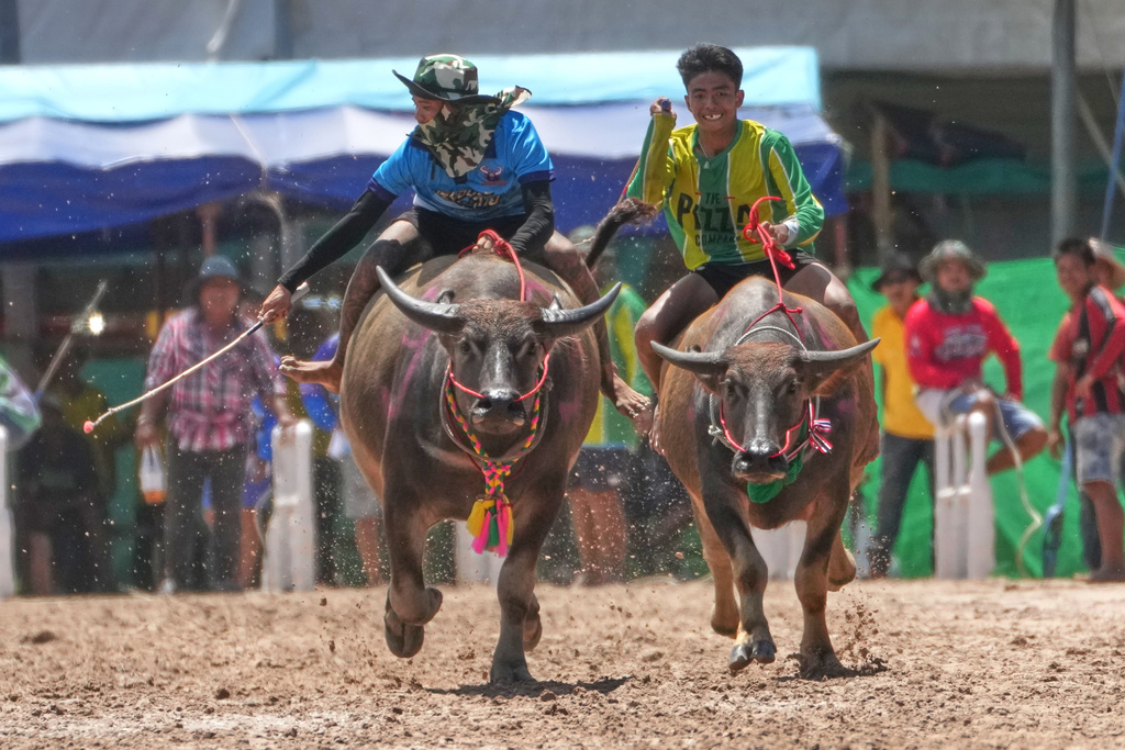 A beauty pageant for buffaloes in Thailand raises status of the humble ...