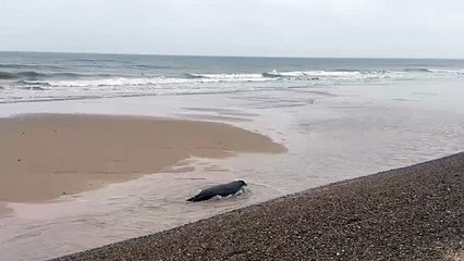 Seals from River Nene in Peterborough re-released in Norfolk