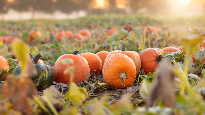 Find The Best Pumpkin At The Patch With This Knock Test