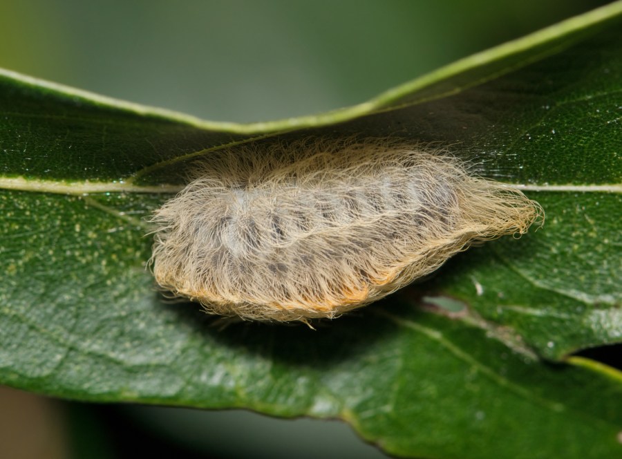 This tiny Florida insect is back in town for fall and full of venom