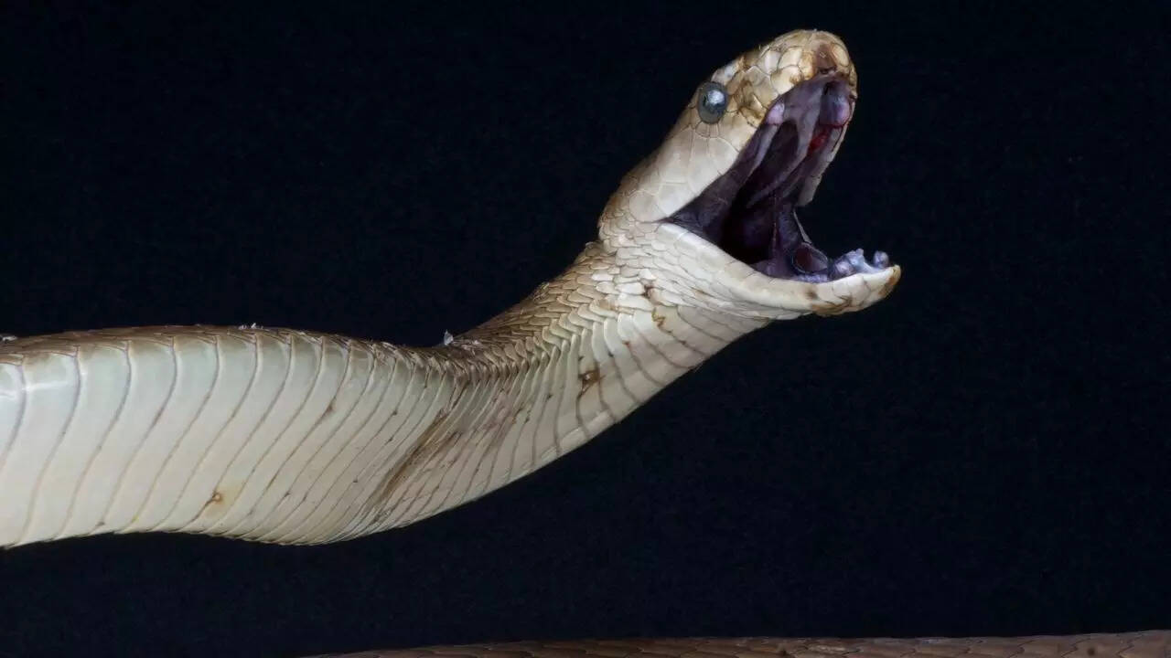 Could rare human antibodies be the key to a universal snakebite cure ...