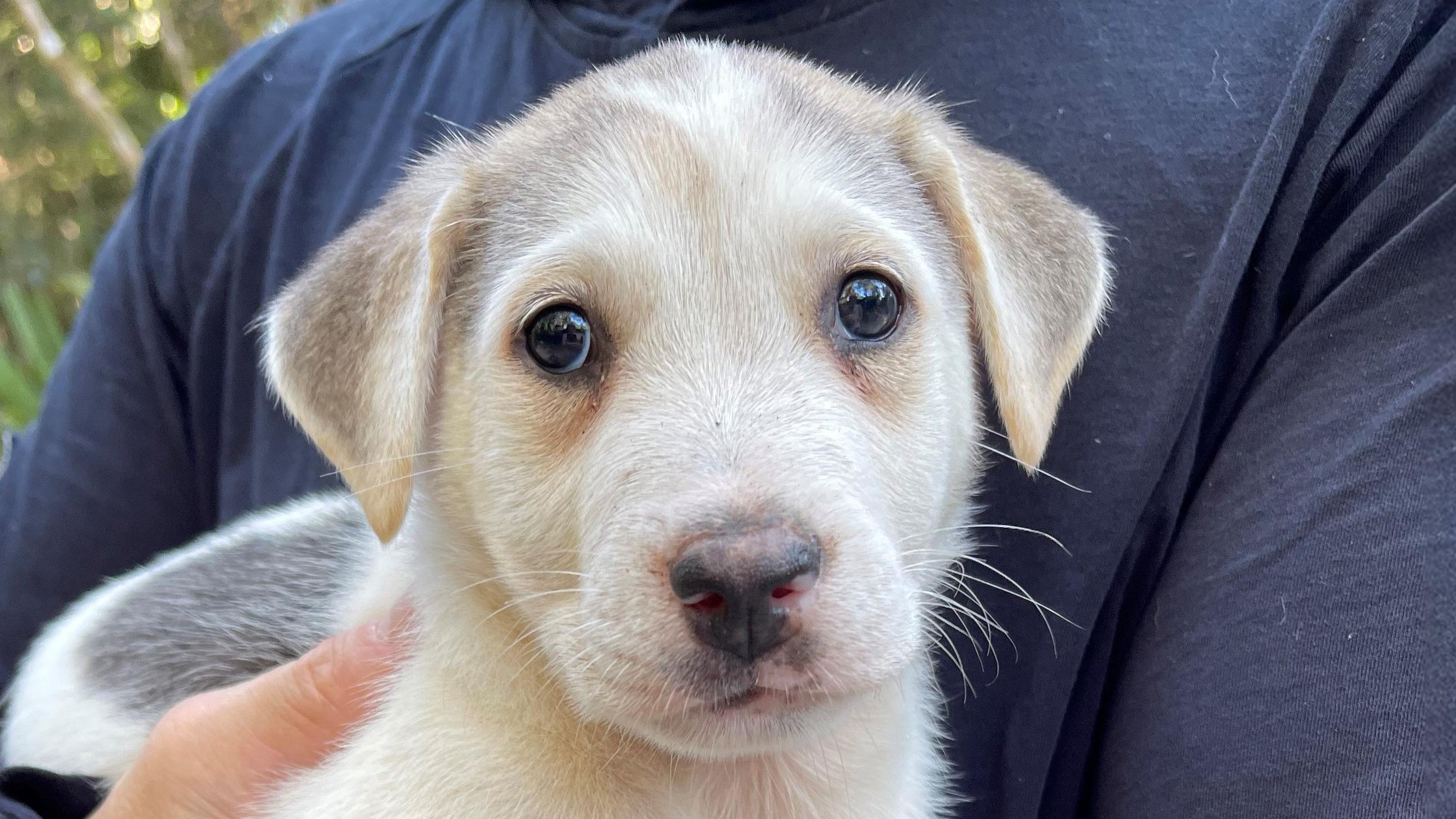 Couple rescue 'Ferrari' dog from Mexican jungle