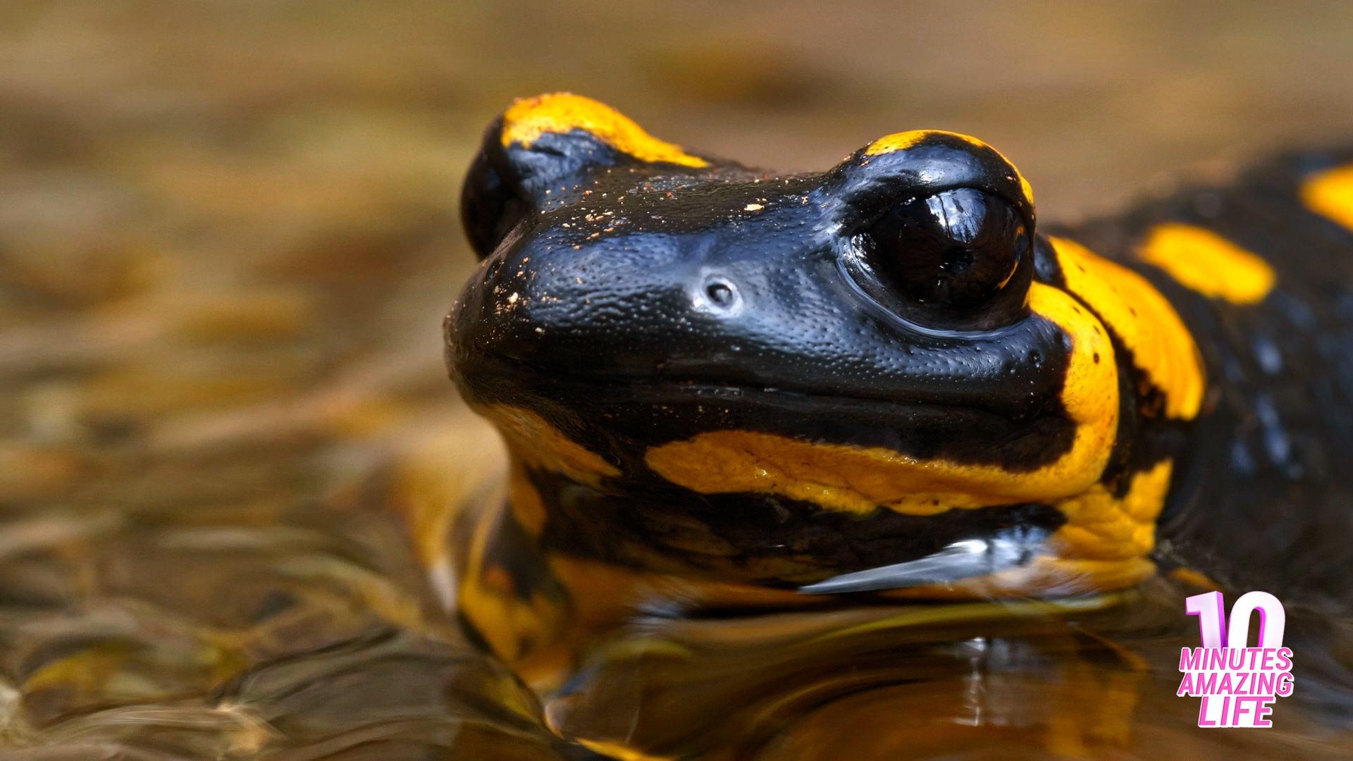 Vuur-salamander in zijn Natuurlijke Beekhabitat