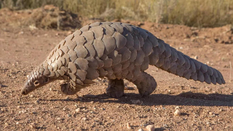 7 animals that curl into a ball for survival and defence